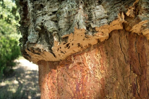 How Sustainable Is Cork? Exploring the Future of This Eco-Friendly Material