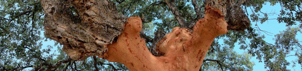 How Sustainable Is Cork? Exploring the Future of This Eco-Friendly Material